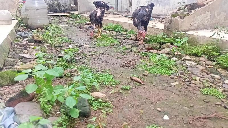 Black Native Chickens Look for Food Directly on the Ground Stock Video ...