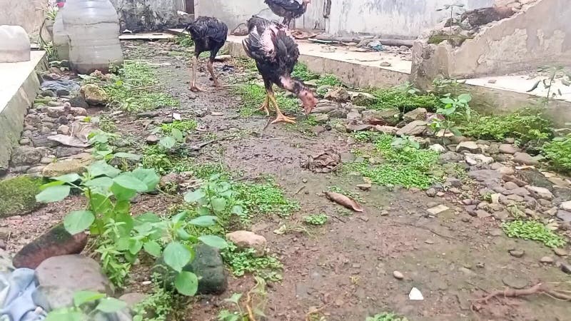 Black Native Chickens Look for Food Directly on the Ground Stock ...