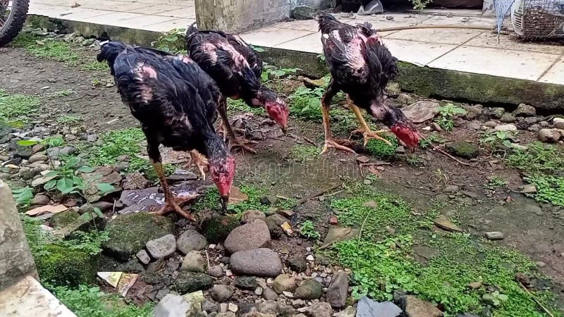 Black Native Chickens Look for Food Directly on the Ground Stock ...