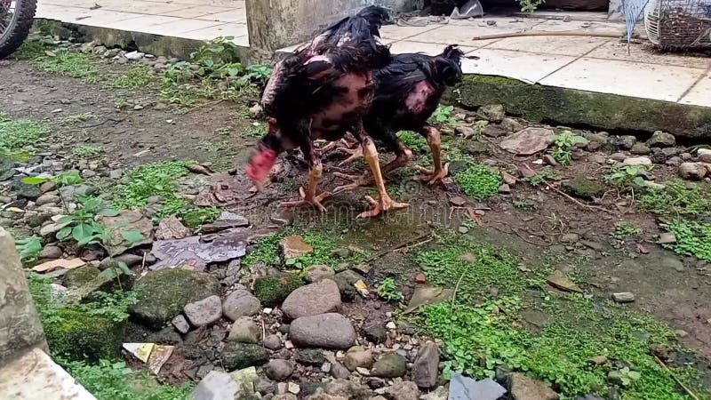 Black Native Chickens Look for Food Directly on the Ground Stock ...