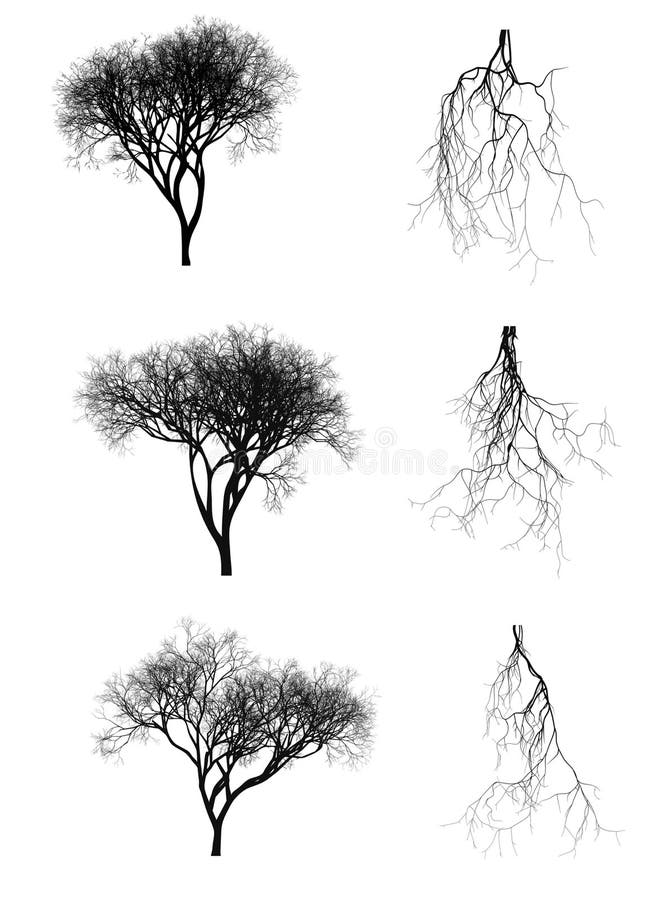 Black Naturalistic Bare Tree with Root System - Illustration Stock ...