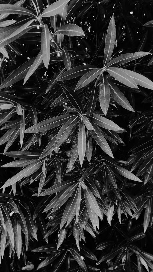 Black nature stock photo. Image of june, noflower, israel - 119964036