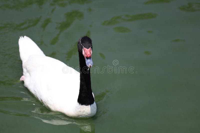 The Black Neck and White Goose in River Stock Photo - Image of spring ...