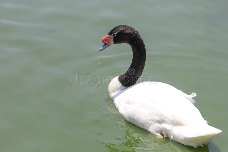 The Black Neck and White Goose in River Stock Photo - Image of wild ...