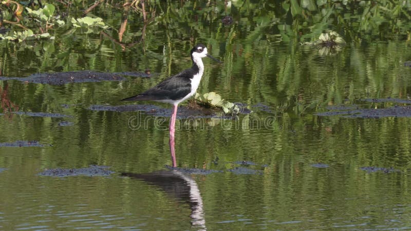 Black-necked Stilt in Florida Wetland Stock Footage - Video of animals ...