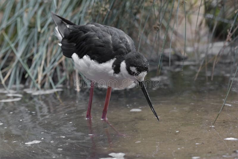 Black-necked Stilt, Himantopus Mexicanus, Feeding in Marsh Stock Image ...
