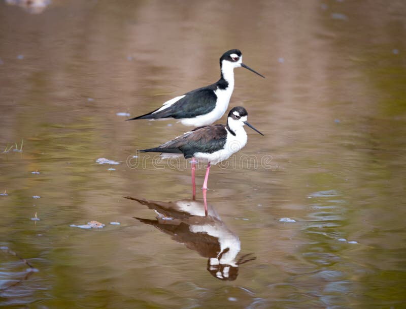 Black Necked Stilt, Shore Bird in the Galapagos. Stock Photo - Image of ...