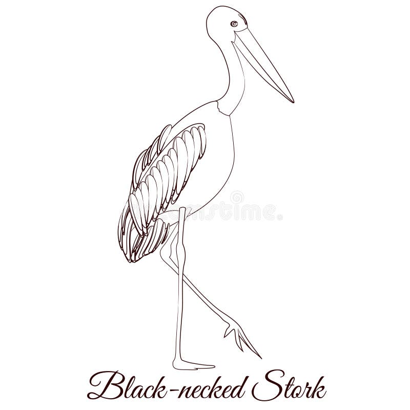 Black Stork Stock Illustrations – 1,744 Black Stork Stock Illustrations ...