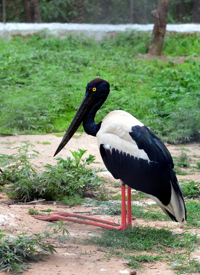 Black necked stork stock photo. Image of black, neck - 57654060