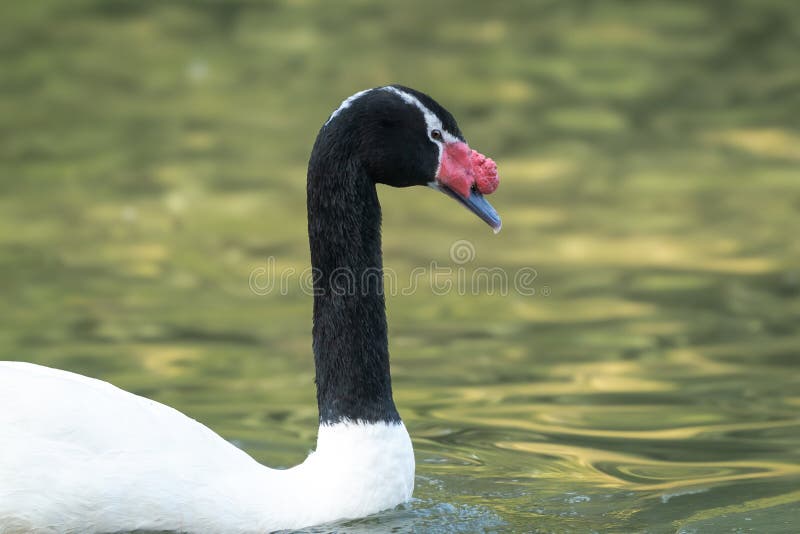 Black-necked Swan on a Lake Stock Image - Image of necked, elegance ...