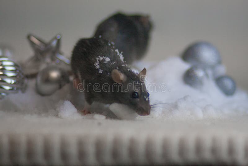 Black New Year`s Rat in White Snow. Winter Stock Photo - Image of color ...