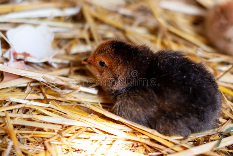 A Black Newborn Chick Has Just Hatched from an Egg. Newborn Chickens ...