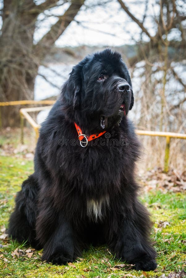 Black Newfoundland Giant Large Size Dog Outside Stock Photo - Image of ...