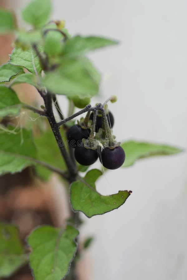 Black nightshade stock photo. Image of color, poisonous - 119078562