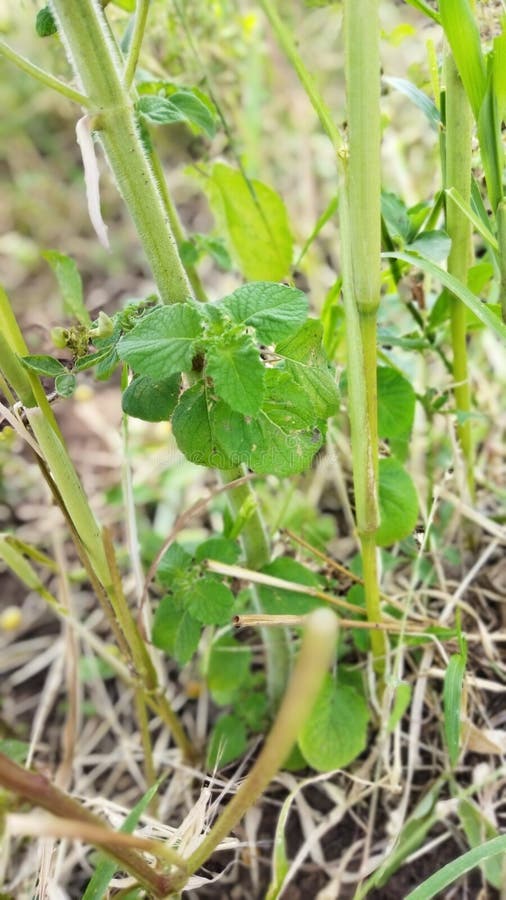Black Nightshade Leaves on Grass Background Stock Image - Image of ...