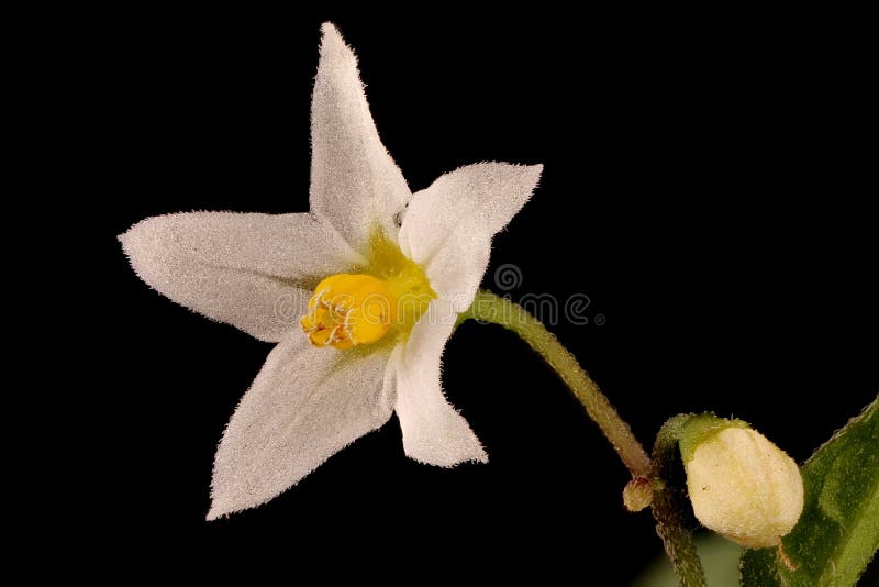Black Nightshade Solanum Nigrum. Flower Closeup Stock Photo - Image of ...