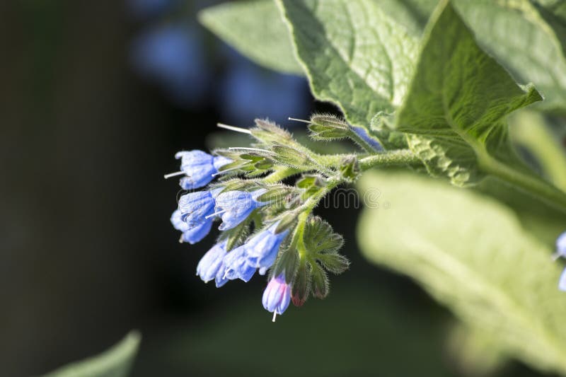 The Black Nightshade (Symphytum Officinale Stock Photo - Image of wild ...