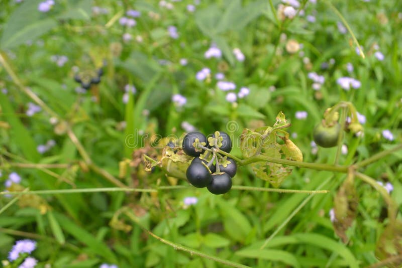 Black Nightshade on the Tree Stock Photo - Image of wild, black: 215227522