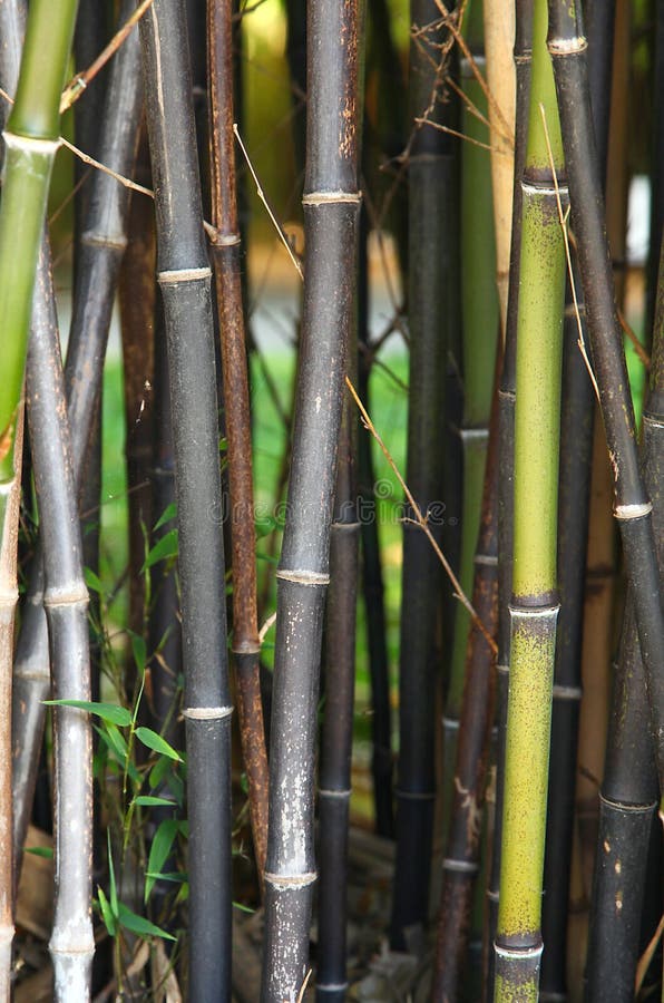 Black nigra bamboo canes stock image. Image of bamboo - 248596925