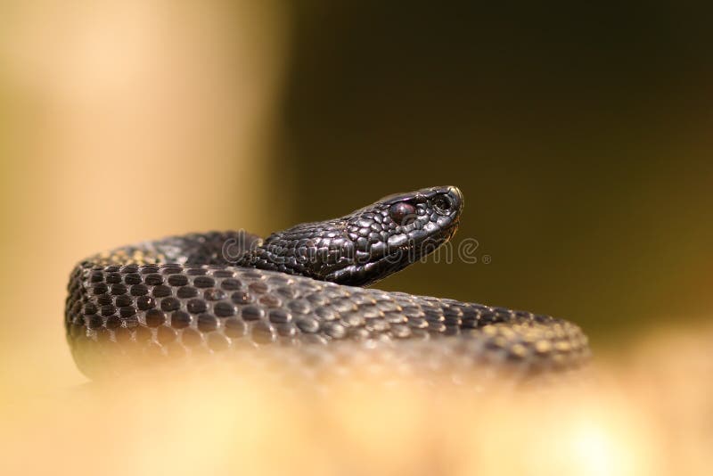 Vipera Berus Romania Stock Photos - Free & Royalty-Free Stock Photos ...