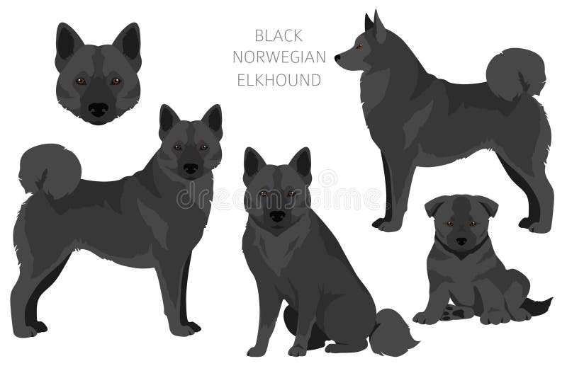 Black Norwegian Elkhound Clipart. Different Coat Colors and Poses Set ...