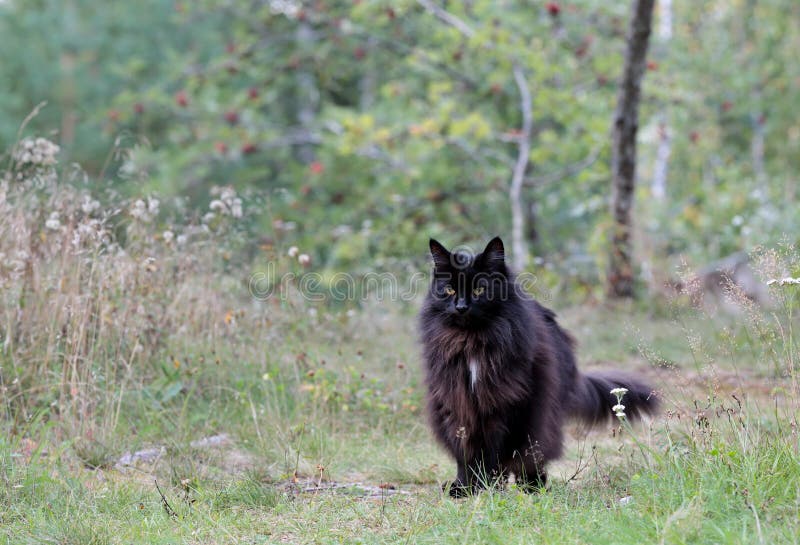 1,648 Black Cat Path Stock Photos - Free & Royalty-Free Stock Photos ...