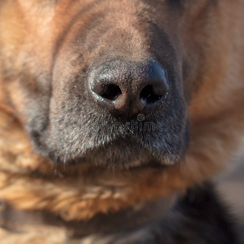 The black nose of a dog stock image. Image of dogs, macro - 115356151