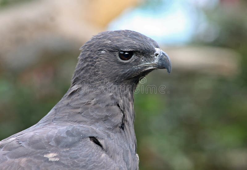 Elang Brontok Stock Photos - Free & Royalty-Free Stock Photos from ...