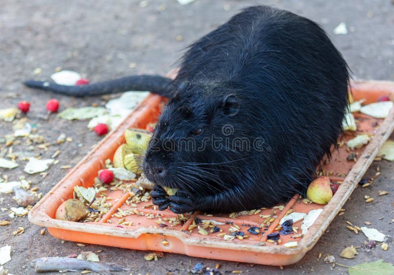 Black nutria eats food stock photo. Image of close, animal - 235225600