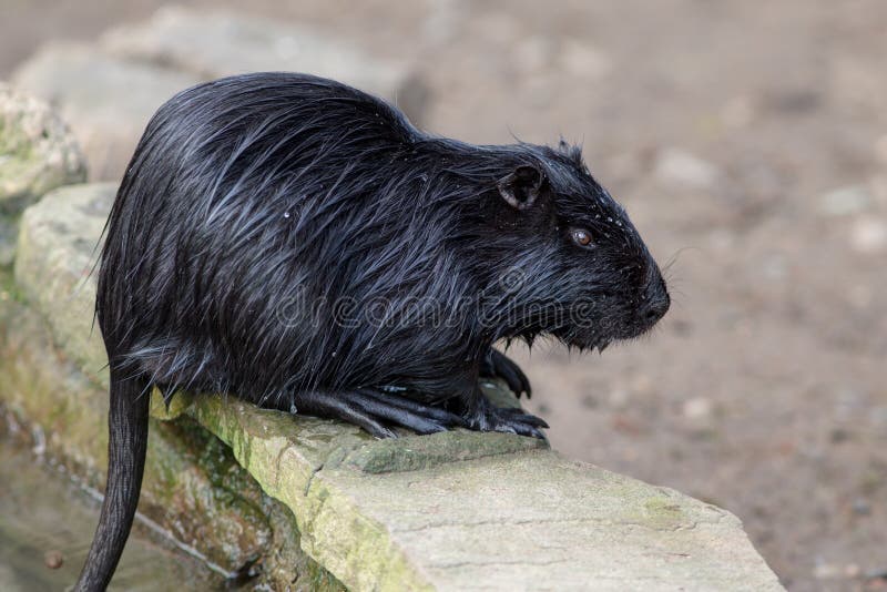 Black nutria stock image. Image of whisker, outdoors - 48295327