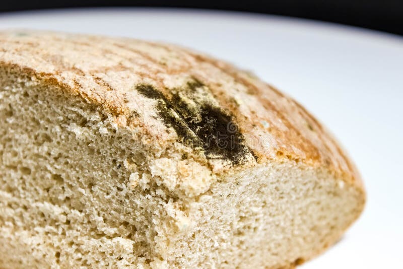 Black Old Bread with Mold Close Up Stock Image - Image of decay, macro ...