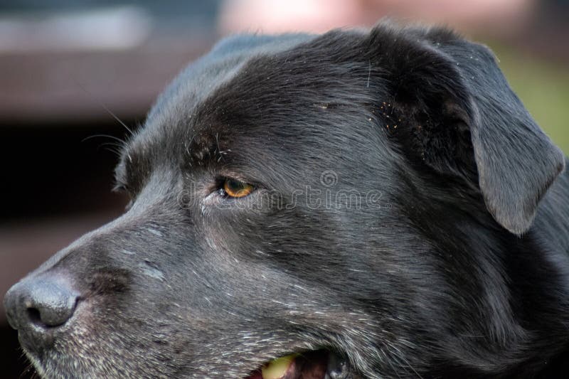 Black Old Labrador Dog Close Up Head Profile Stock Photo - Image of ...
