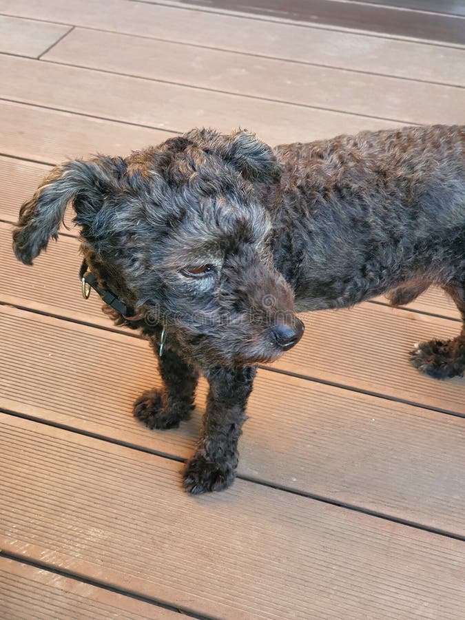 A black old poodle dog stock photo. Image of poodle - 250808514