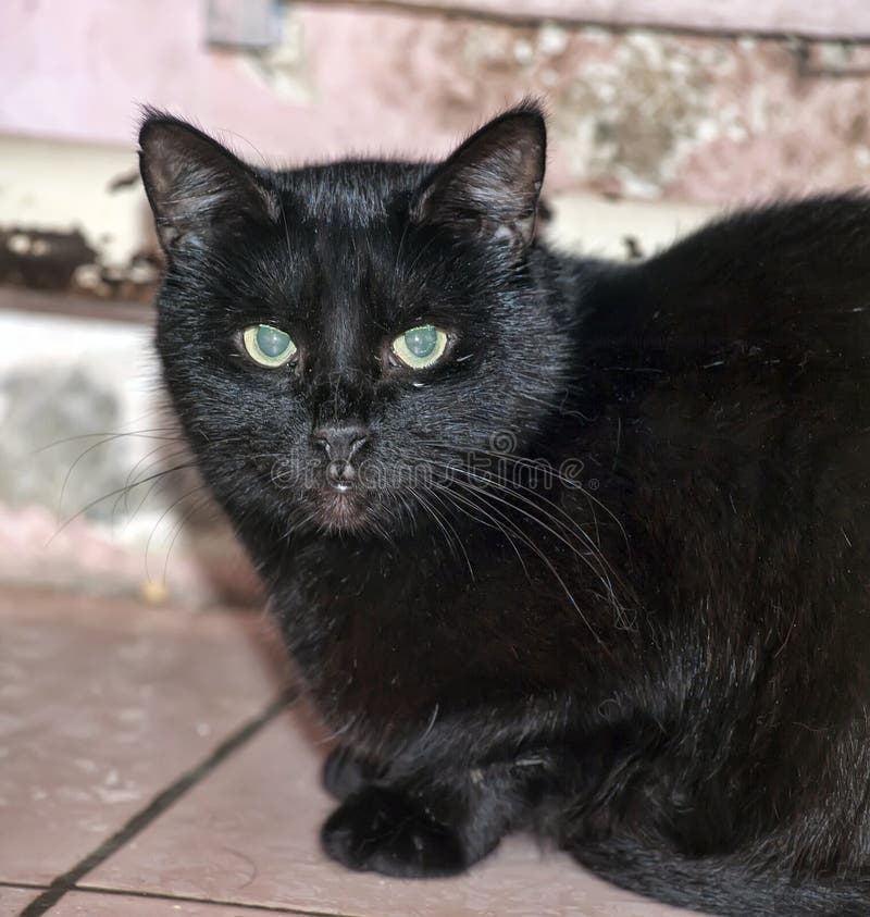 Black old 20 year old cat stock image. Image of domestic - 218166243