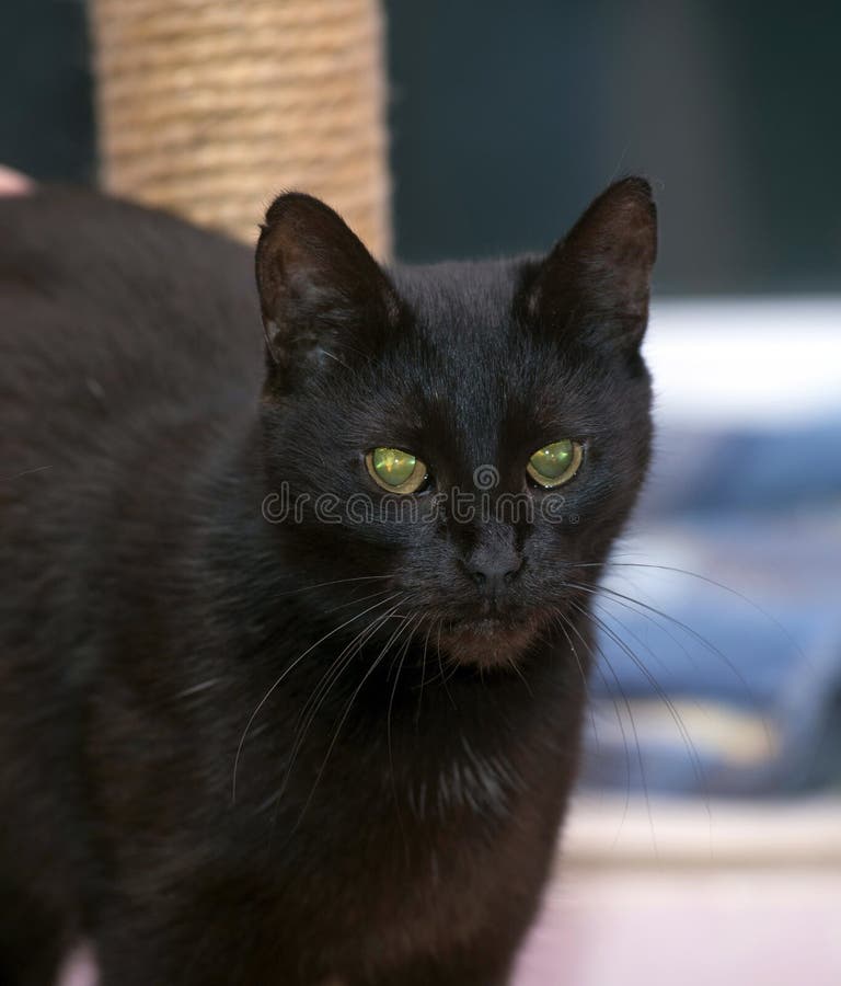 Black old 20 year old cat stock photo. Image of soul - 218166252