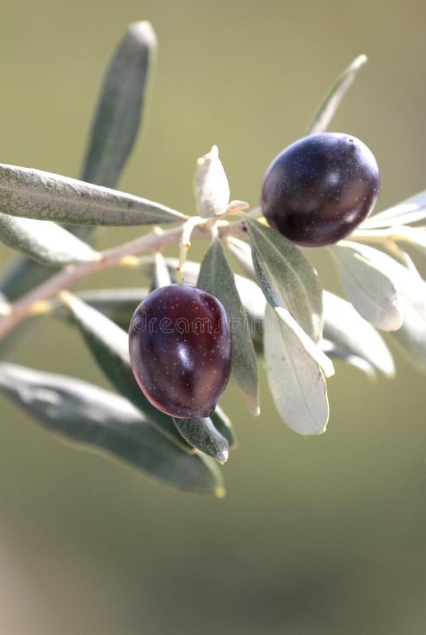 Black Olive stock image. Image of label, leaves, nature - 36671369
