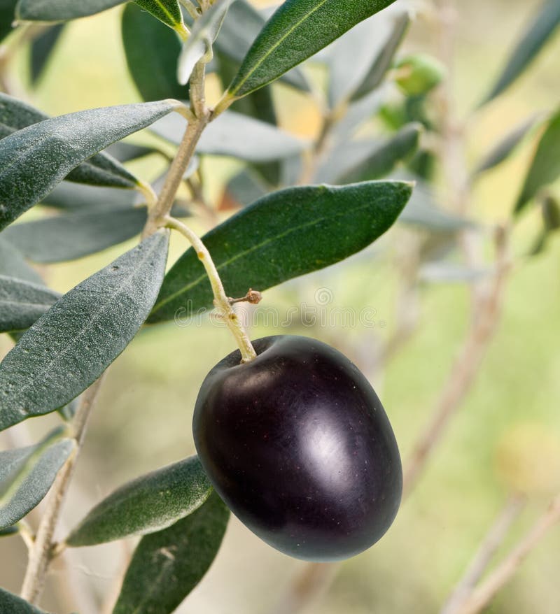 Olive Branch with Olive Berries Isolated on White Background. Stock ...
