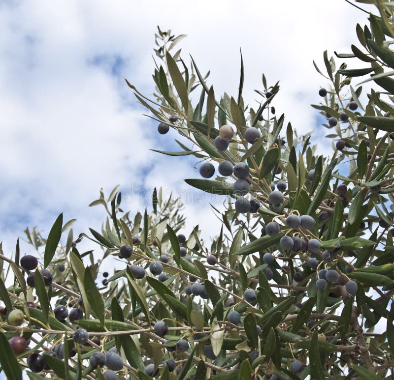 Black olive tree stock photo. Image of ingredient, greek - 17280088