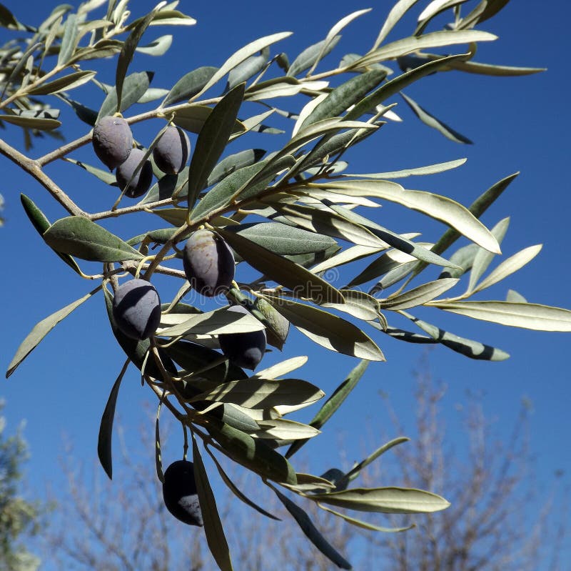 Black olive on the tree stock photo. Image of sour, mature - 45182126