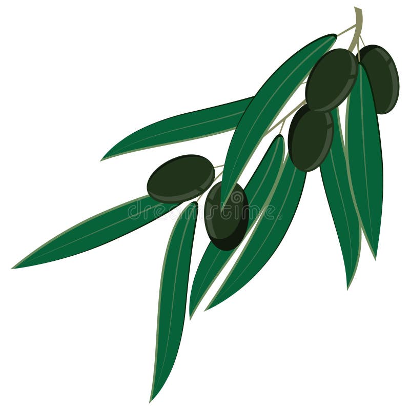 Luscious Black Olives Stock Illustrations – 1 Luscious Black Olives ...