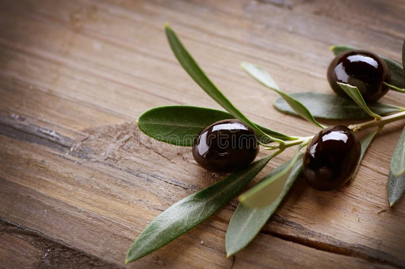 Growing Black Olives on Olive Tree Stock Photo - Image of cooking ...