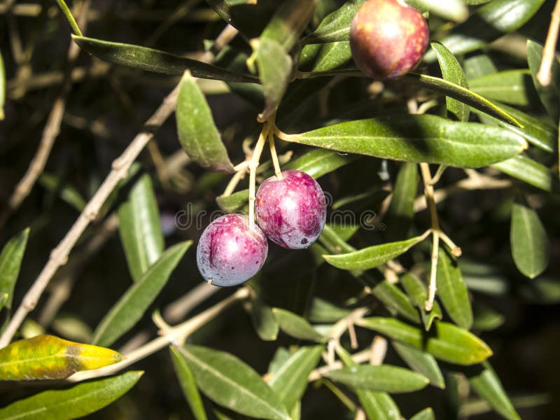 Olive Tree Sapling Stock Photos - Free & Royalty-Free Stock Photos from ...