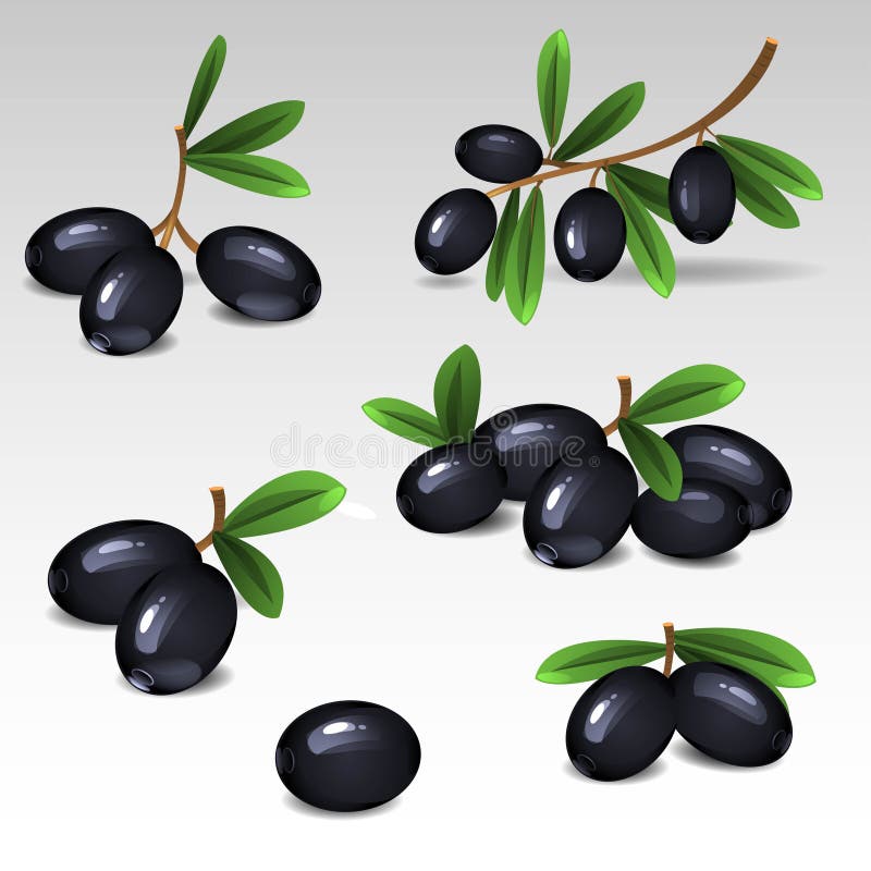 Black olives set 2 stock vector. Illustration of dieting - 58745436