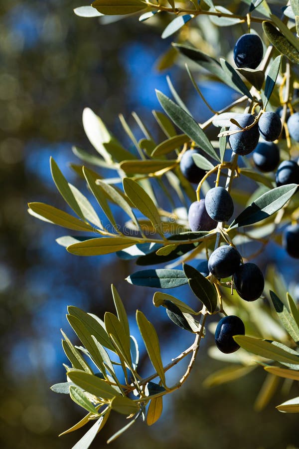 Black Olives on Tree on a Sunny Day Stock Photo - Image of branch ...