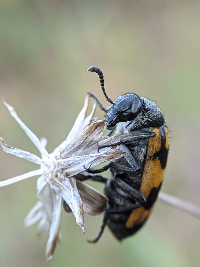 Black Orange Beetke on Flower Stock Image - Image of pest, moving ...
