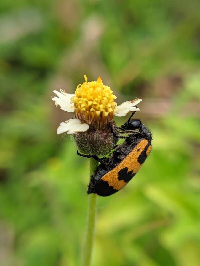 Black Orange Beetle on Weed Flowers Stock Photo - Image of animal ...