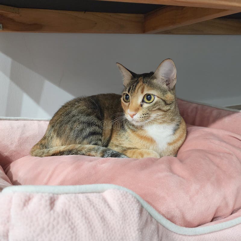 Black and Orange Cat Laying Down on the Pink Bed Stock Image - Image of ...