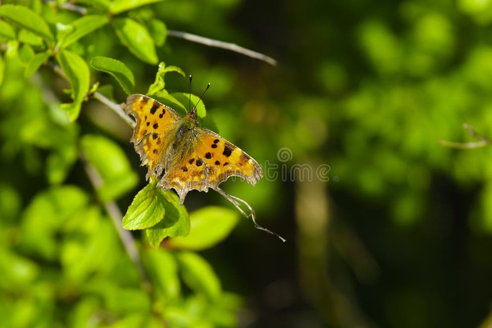Black and Orange Comma Butterfly Stock Photo - Image of comma, calbum ...