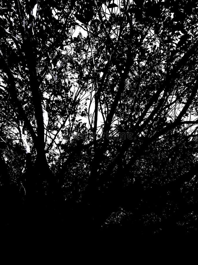 Black Orange Lime Tree Isolated on a White Background Stock Photo ...