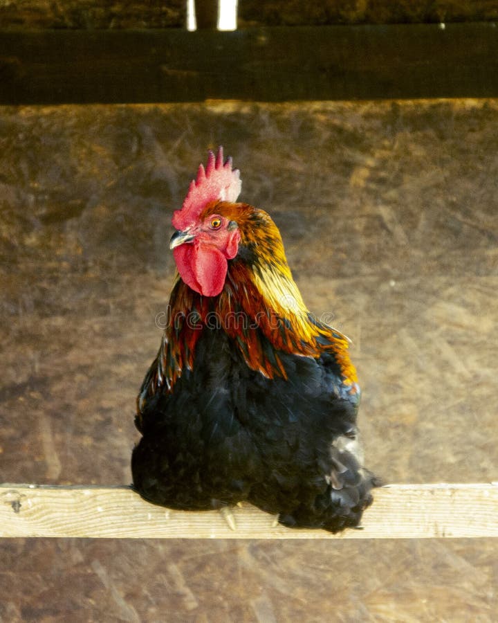 Black and Orange Rooster with Red Cockscomb on Wooden Perch Front View ...
